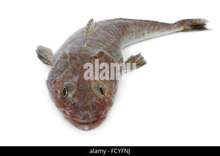 Australian fresh raw flathead fish on white background Stock Photo - Alamy