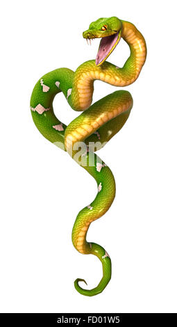 Morelia viridis, or green tree python, or herpetoculture hobby, chondro ...