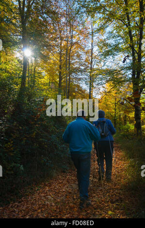 La Grevolosa beech forest in Catalonia, the autumn colors of the ...