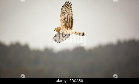 WINGS OF THE HAWK Stock Photo - Alamy