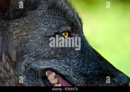 Grey Wolf extreme close up portrait Stock Photo - Alamy