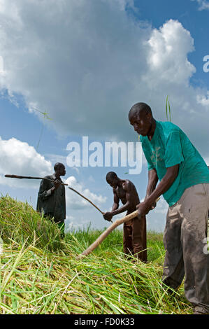 grain, threshing, flail, grains Stock Photo - Alamy