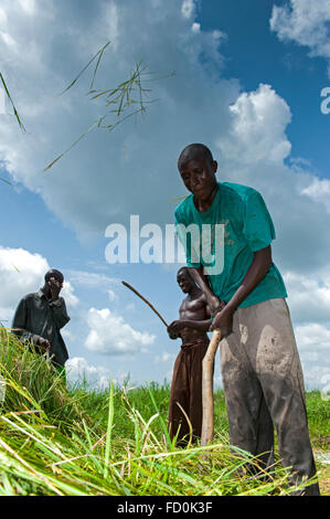 Threshing cut rice plants with flails to collect rice grains. Uganda ...