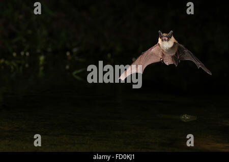 Big Brown Bat (Eptesicus fuscus Stock Photo - Alamy