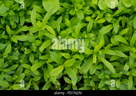 macro photography of some very small plants Stock Photo - Alamy