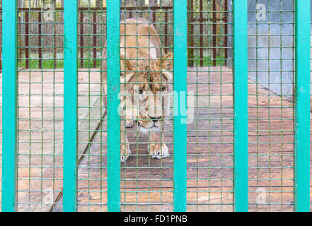 Lioness in Cage Stock Photo - Alamy