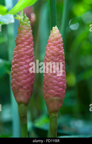 Betel (Piper betel Stock Photo - Alamy