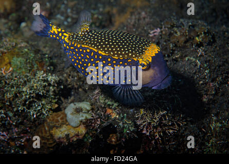 Spotted Boxfish or Whitespotted boxfish (Ostracion meleagris), Hurghada ...