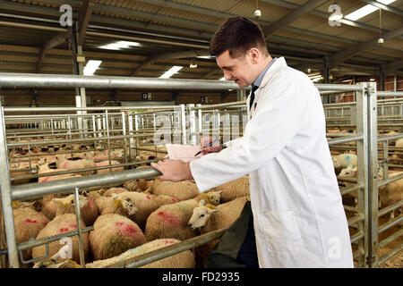 An auctioneer working with the livestock, Cumbria UK Stock Photo - Alamy