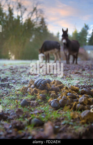 Pile of fresh donkey droppings, donkeys in the background Stock Photo ...