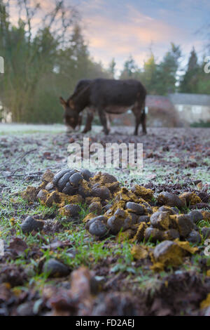 Pile of fresh donkey droppings, donkeys in the background Stock Photo ...