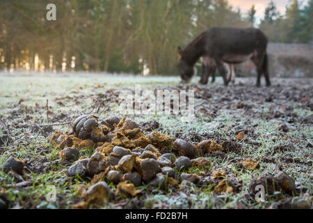 Pile of fresh donkey droppings, donkeys in the background Stock Photo ...