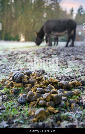 Pile of fresh donkey droppings, donkeys in the background Stock Photo ...
