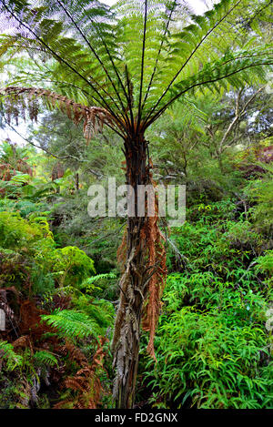 Typical tree ferns & bush trails west coast South Island, New Zealand ...