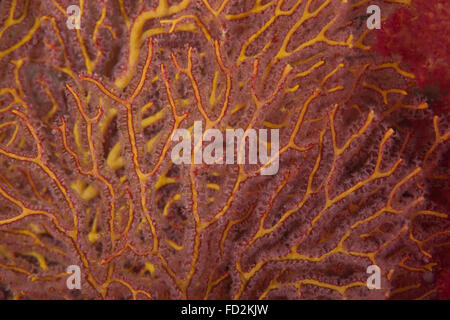 Coral polyps feeding, Beqa Lagoon, Fiji Stock Photo - Alamy