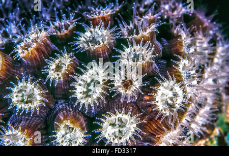 Great Star Coral (Montastraea cavernosa), Bonaire, Netherlands Antilles ...