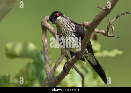 Metallic Starling (Aplonis metallica) juvenile, Queensland, Australia ...