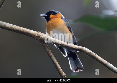 Spectacled Monarch - Symposiarchus trivirgatus bird in Monarchidae, in ...