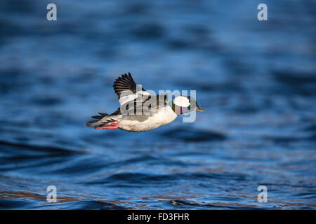 A male bufflehead duck in the water Stock Photo - Alamy