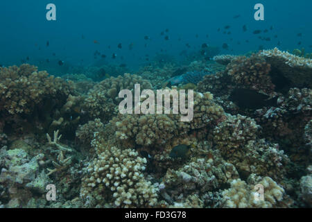 Coral reef in Beqa Lagoon, Pacific Harbor, Viti Levu, Fiji adorned ...
