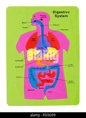 Digestive System Puzzle Stock Photo - Alamy