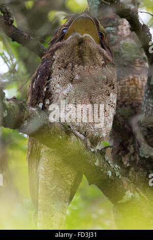 female Papuan Frogmouth (Podargus papuensis) with its huge mouth open ...