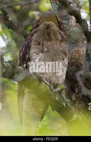 female Papuan Frogmouth (Podargus papuensis) with its huge mouth open ...
