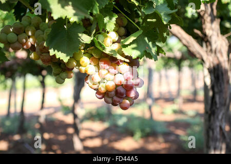Grapes on vines. Photographed in Israel in May Stock Photo - Alamy