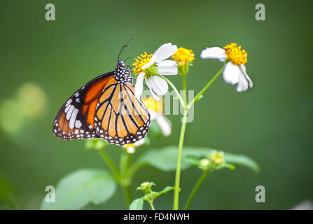 Common Tiger butterfly on the flower Stock Photo - Alamy