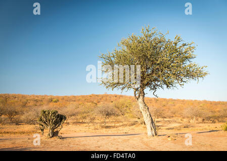 Acacia tree grows in the African savanna. Dry yellow grassland ...