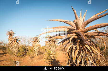 Wild growing aloe vera trees in a desert landscape in Botswana, Africa ...