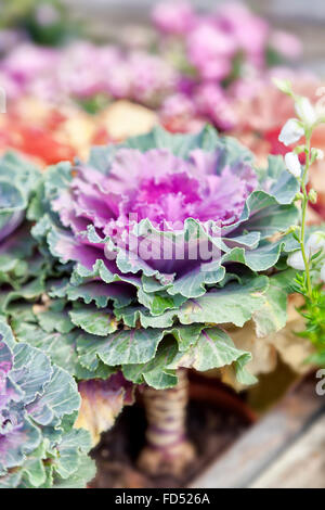 Cabbage on a vegetable patch Stock Photo - Alamy