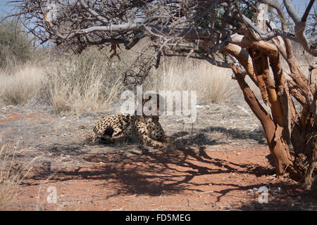 Cheetah resting under tree Stock Photo - Alamy