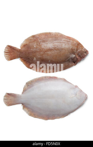 A lemon sole, Microstomus kitt, on the deck of a trawler that was ...