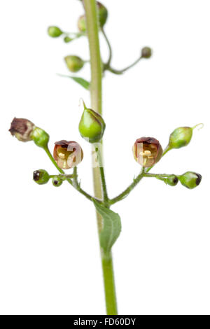 Flowering figwort on white background Stock Photo - Alamy