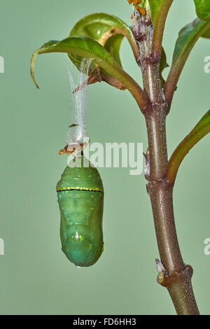 Monarch butterfly (Danaus plexippus) chrysallis late stage Ontario ...