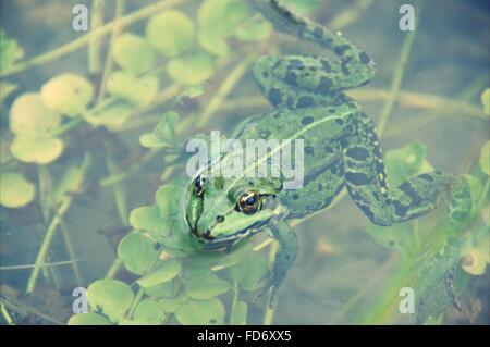Green frog floating on a water lily pad in a pond with pink flowers ...