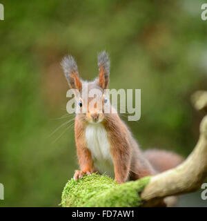 Red squirrel with large ear tufts Stock Photo - Alamy