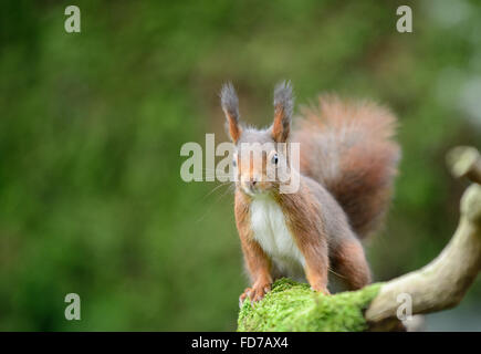 Red squirrel with large ear tufts Stock Photo - Alamy