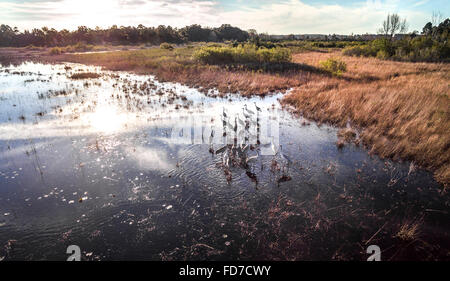 Overhead view of Sandhill Crane birds feeding in shallow marsh water ...