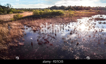 Overhead view of Sandhill Crane birds feeding in shallow marsh water ...