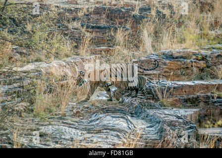 Bengal Tigress machali moving her cub on the hills at Ranthambore Tiger ...