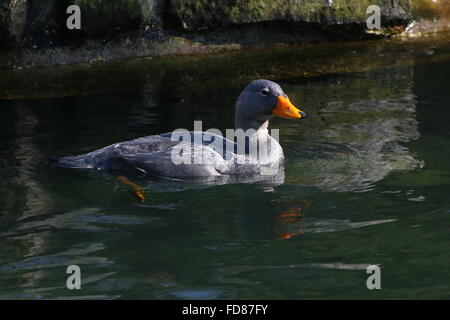 South American Fuegian Steamer Duck a.k.a. Magellanic Flightless ...