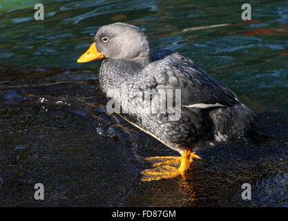 Male South American Fuegian Steamer Duck flapping his wings. A.k.a ...
