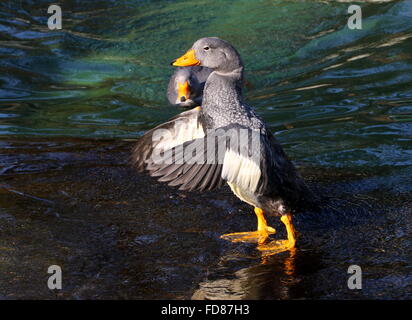Male South American Fuegian Steamer Duck flapping his wings. A.k.a ...