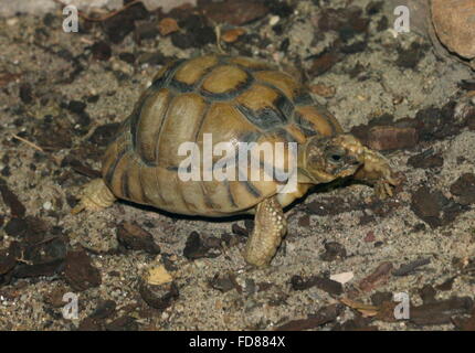 Kleinmann's tortoise (Testudo kleinmanni), a.k.a. Egyptian tortoise, a ...