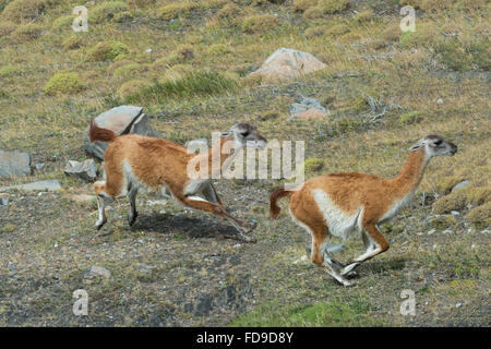 Guanaco running in Torres del Paine National Park, Patagonia, Chile ...