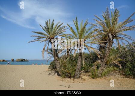 Palm beach of Vai with Cretan Date Palms, Crete, Greece, , Phoenix ...
