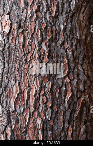 Pinus pinaster bark close up Stock Photo - Alamy
