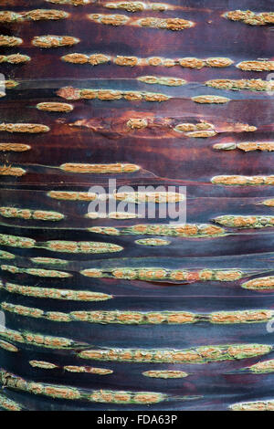 Prunus Rufa, Himalayan cherry tree bark Stock Photo: 31386671 - Alamy